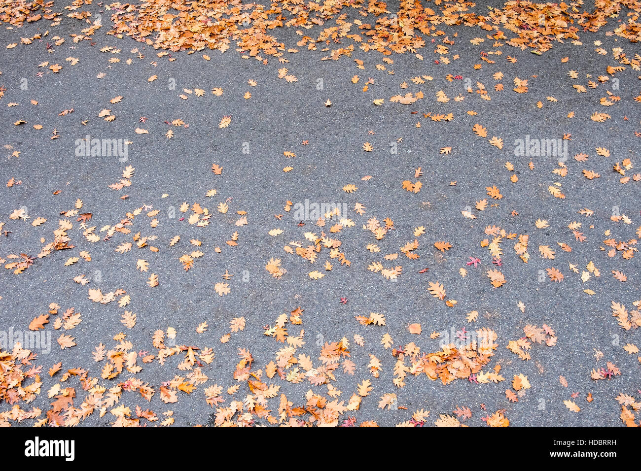 Parking lot in the fall, covered in oak leaves Stock Photo - Alamy