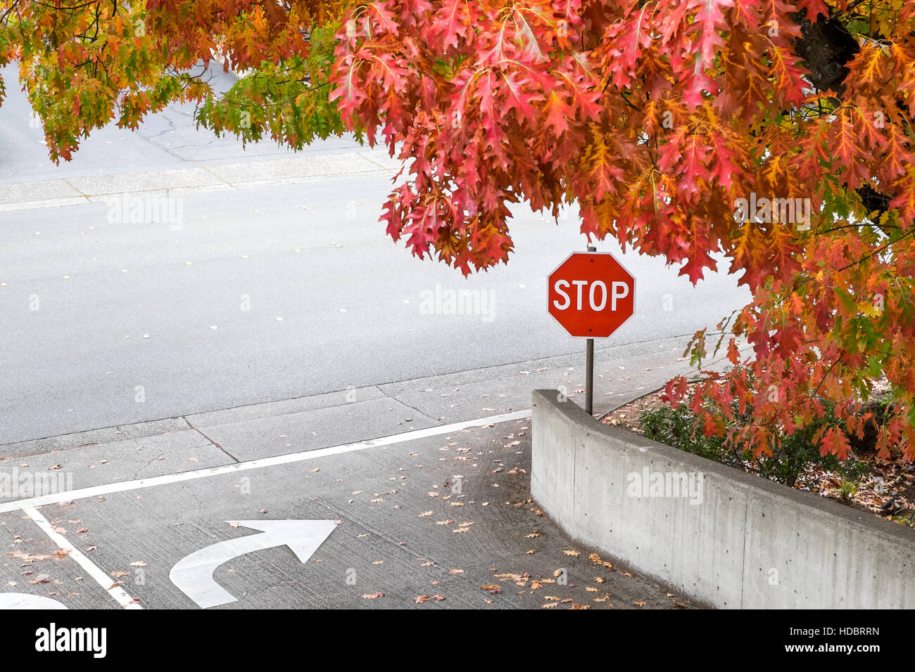 Fall color over the entry to the street, with a stop sign and turn ...