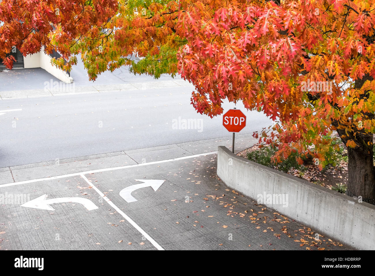 Fall color over the entry to the street, with a stop sign and turn ...