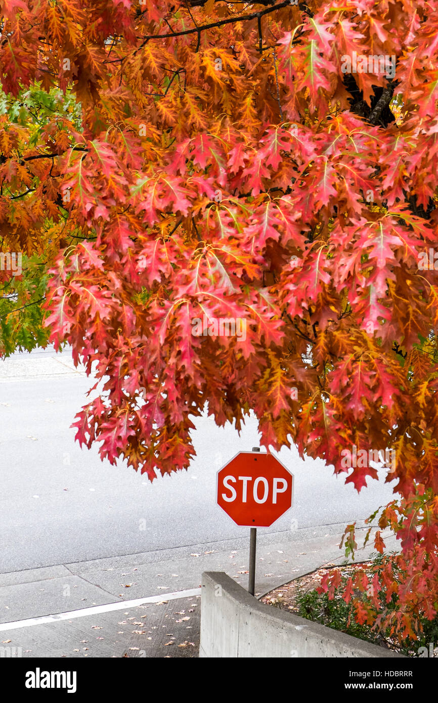 Fall color over the entry to the street, with a stop sign Stock Photo ...