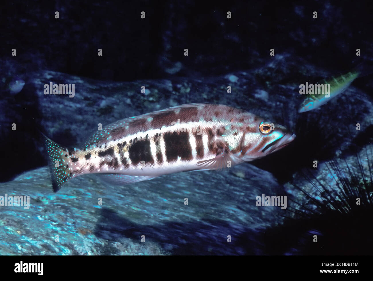 Comber Fish High Resolution Stock Photography and Images - Alamy