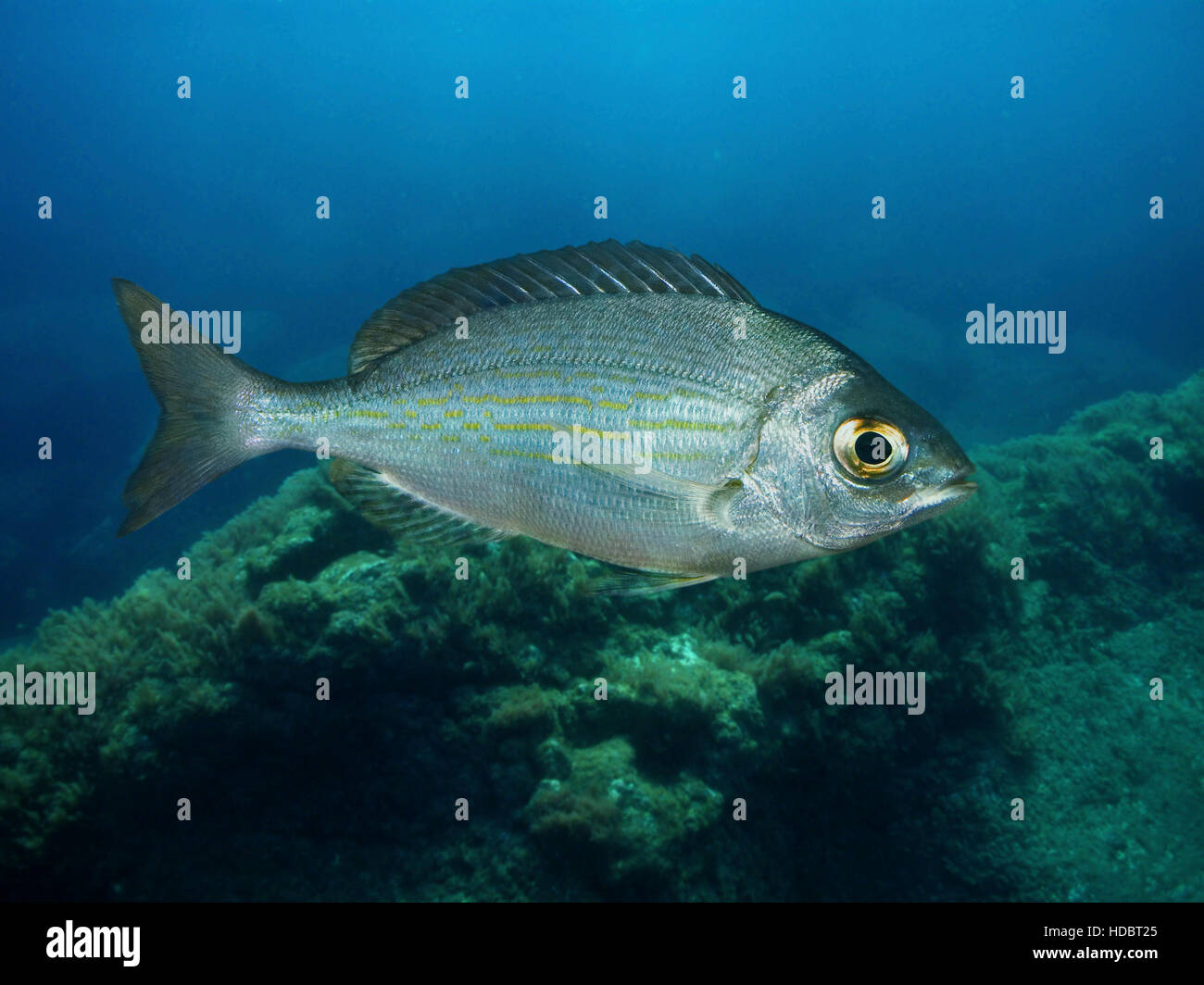 Black Sea Bream Spondyliosoma Cantharus High Resolution Stock ...