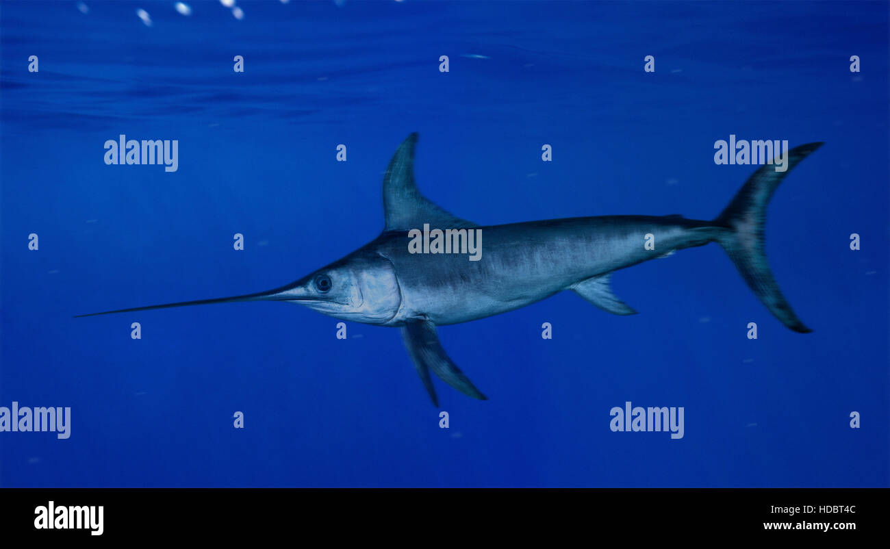 Xiphias Meaning Youtube