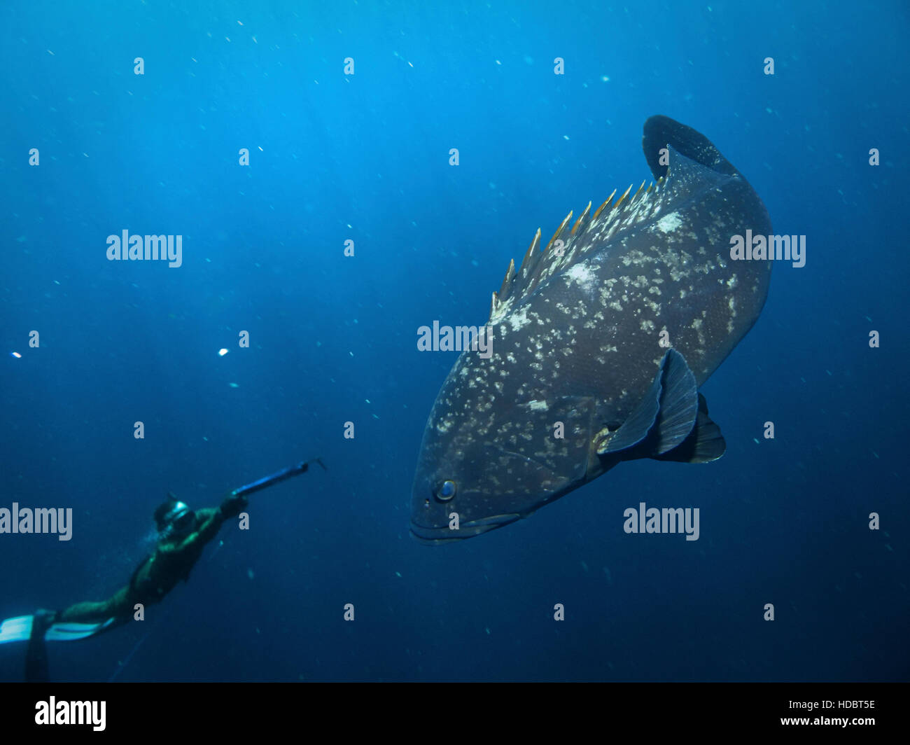 Spear Fish High Resolution Stock Photography and Images - Alamy