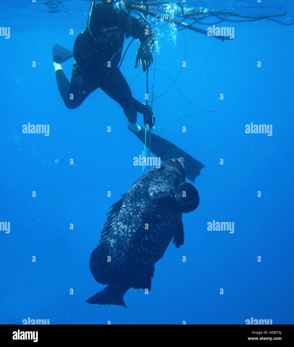 Harpooned Stock Photos & Harpooned Stock Images - Alamy