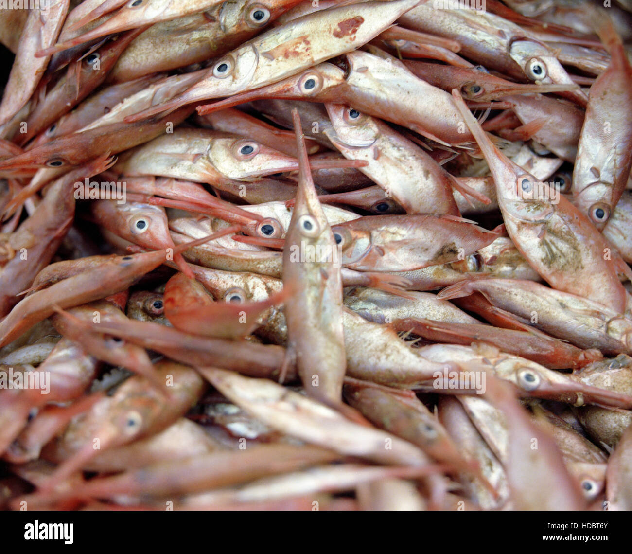 Slender Fish High Resolution Stock Photography and Images - Alamy