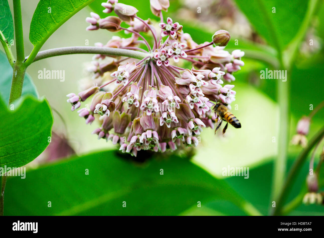 Bee Pollinating Pink Flowers Stock Photo - Alamy