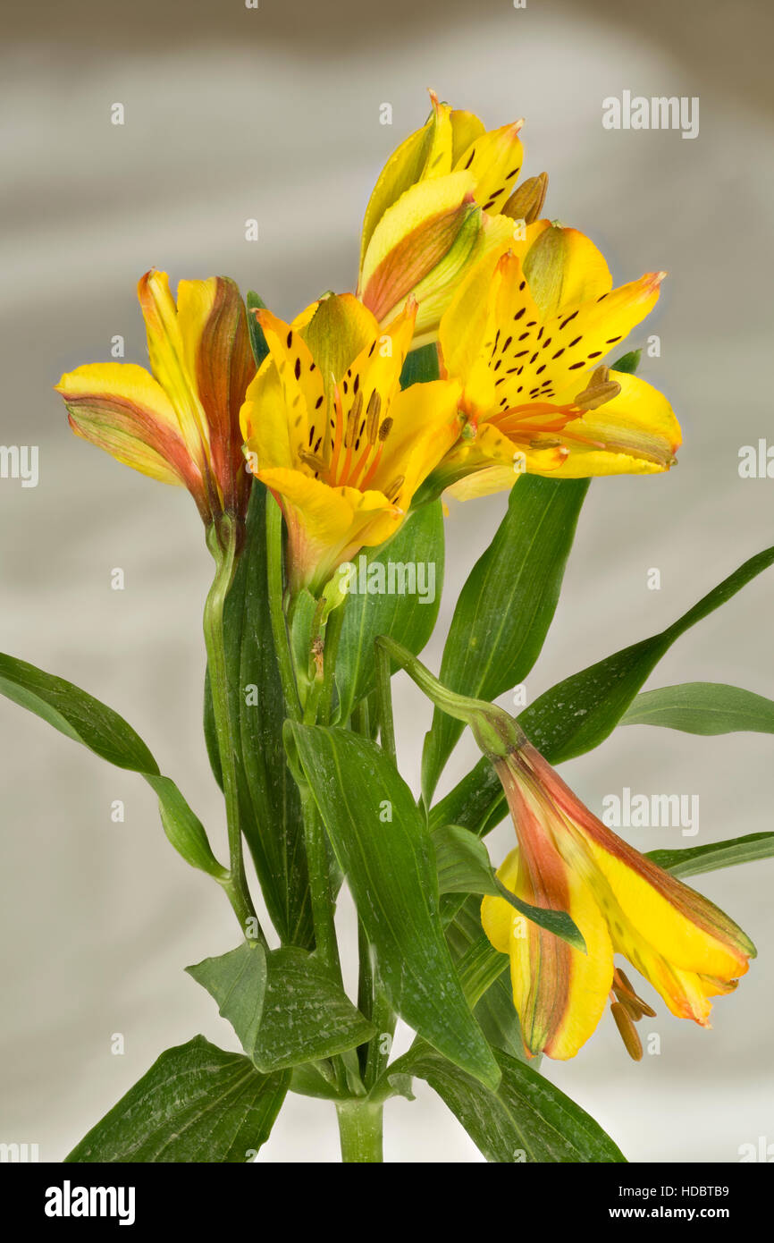 Colorful flower and leaves hi-res stock photography and images - Alamy