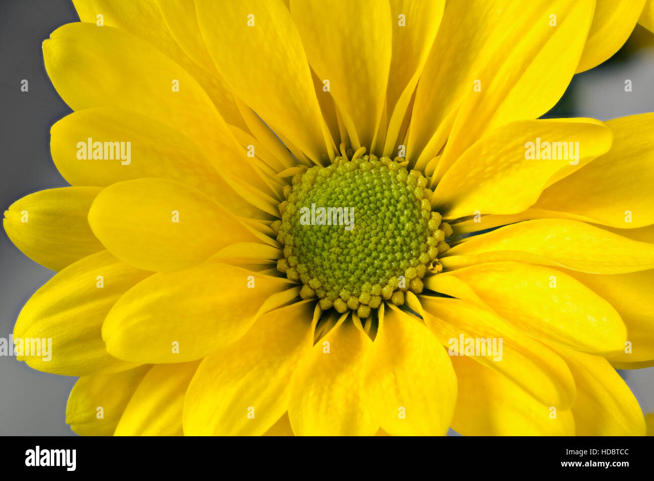 WA12973-00...WASHINGTON - A close-up view of a yellow daisy from a ...