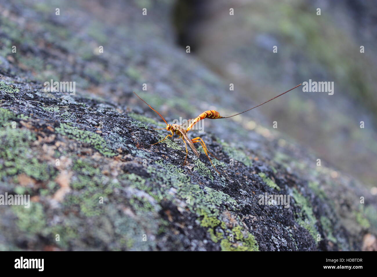 Ichneumon wasp hi-res stock photography and images - Alamy