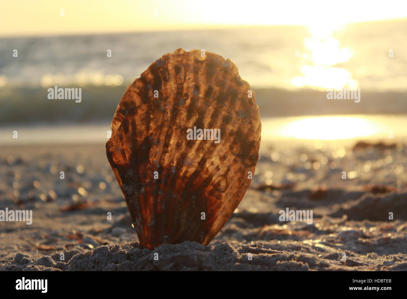 Upright standing shell hi-res stock photography and images - Alamy