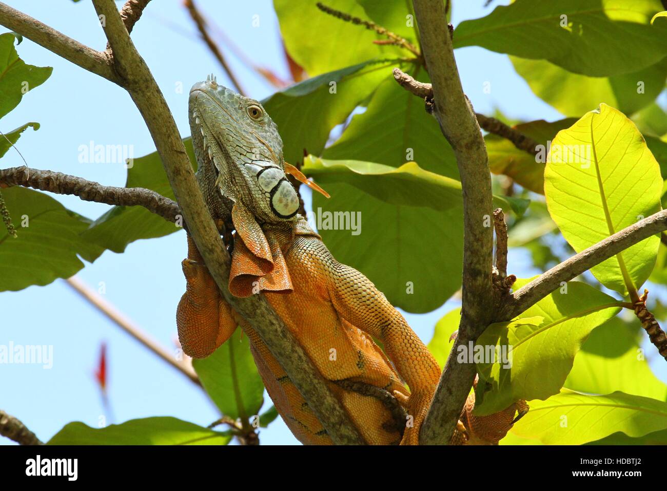 Colorful Iguana on a Tree Stock Photo - Alamy