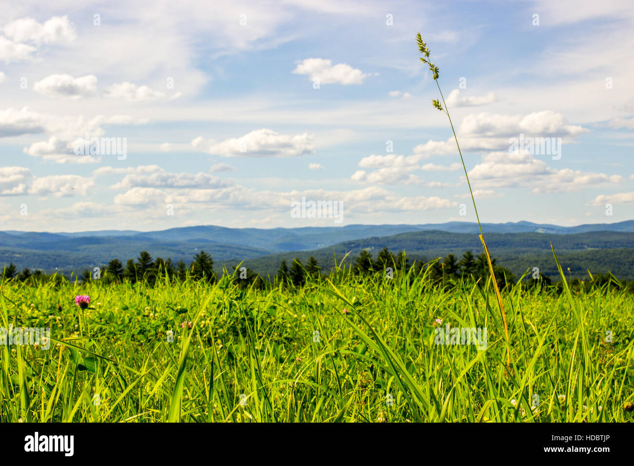Tall grass view hi-res stock photography and images - Alamy