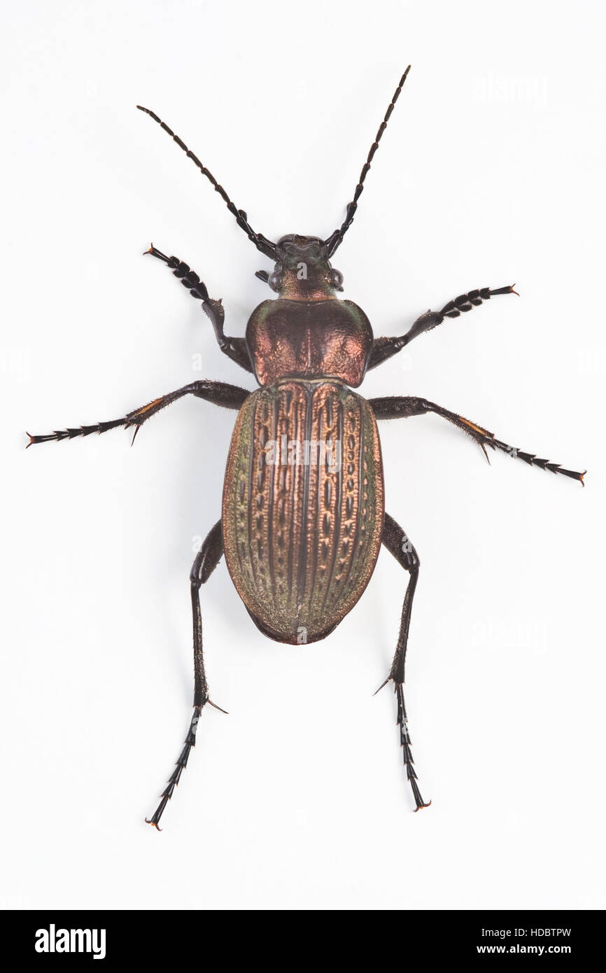 Necklace Ground Beetle (Carabus monilis Stock Photo - Alamy