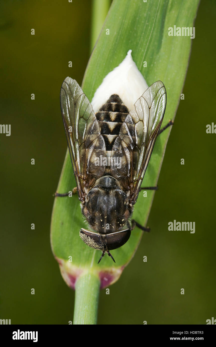 Dark Giant Horsefly (Tabanus sudeticus) laying eggs Stock Photo - Alamy