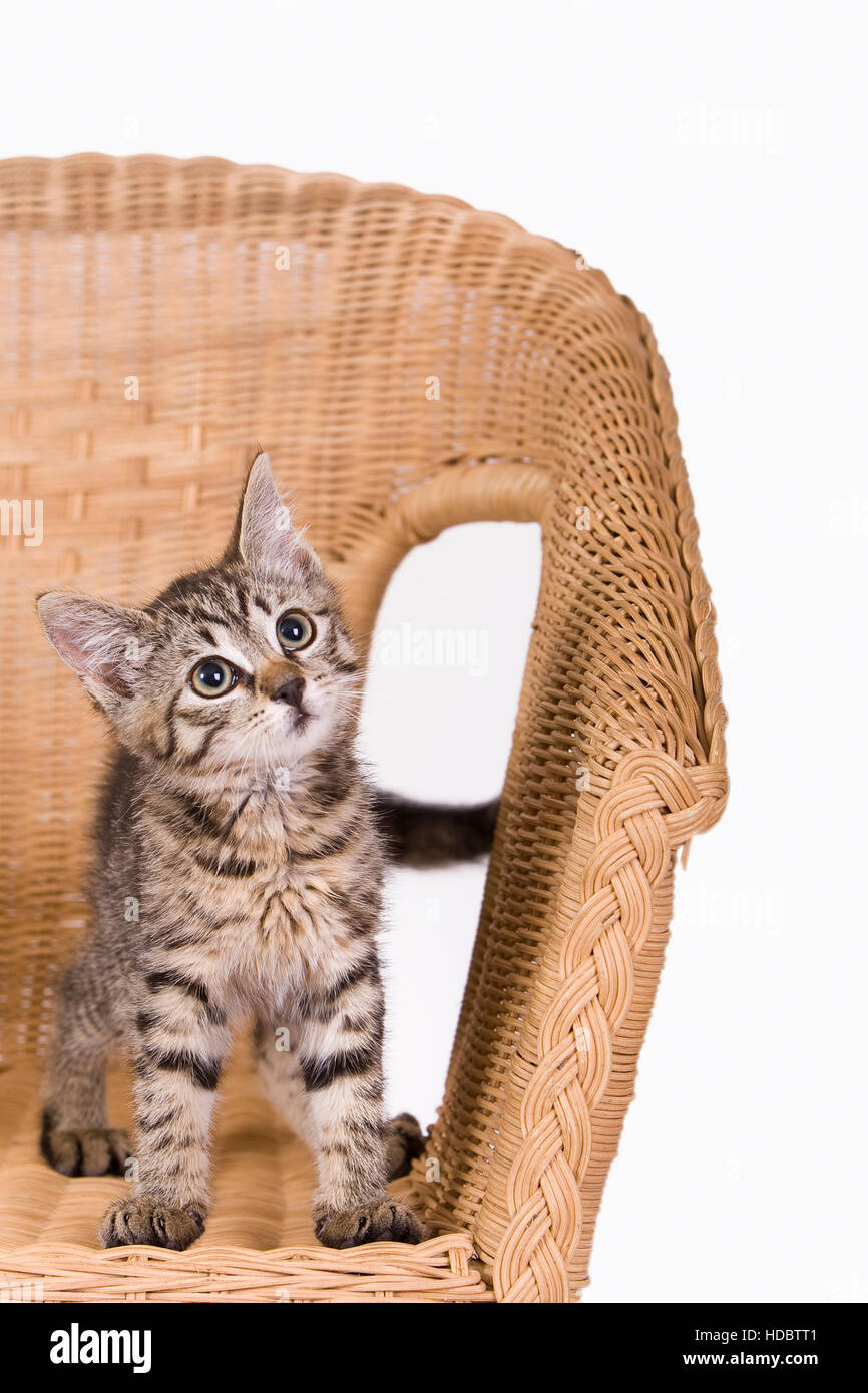 Kitten on a chair Stock Photo - Alamy