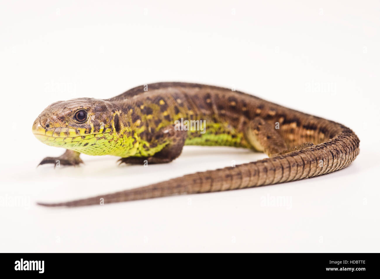 Female sand lizard hi-res stock photography and images - Alamy