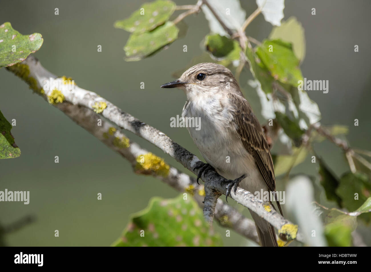 Flycatcher in tree hi-res stock photography and images - Alamy