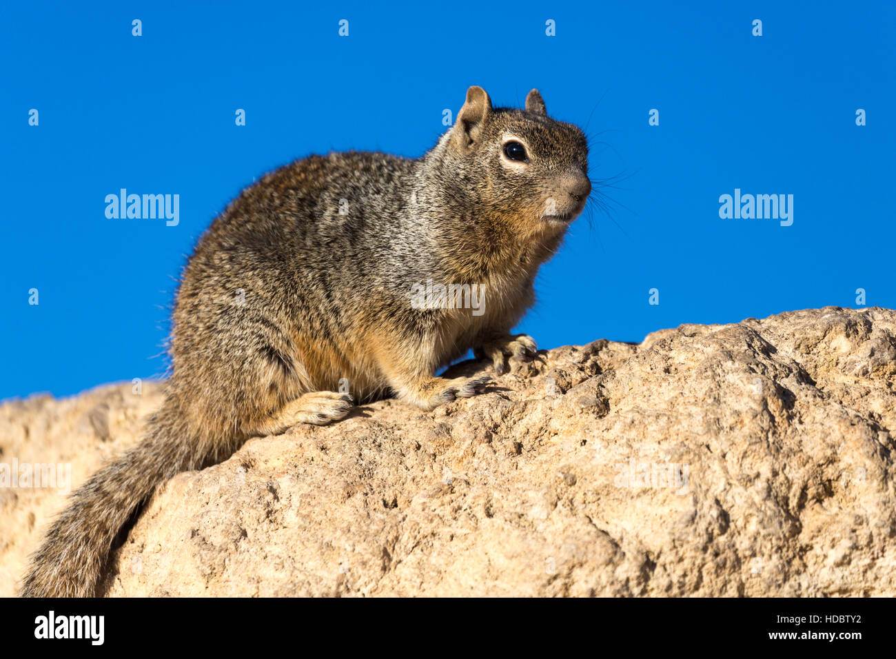 Rock squirrel (otospermophilus variegatus), on rock, South Rim, Grand ...