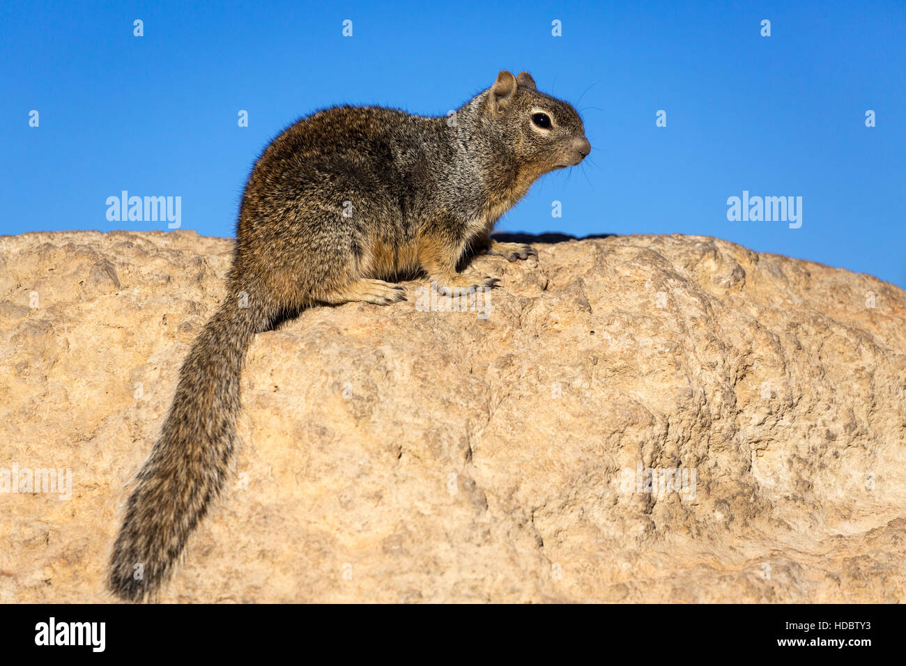 Rock squirrel (otospermophilus variegatus), on rock, South Rim, Grand ...