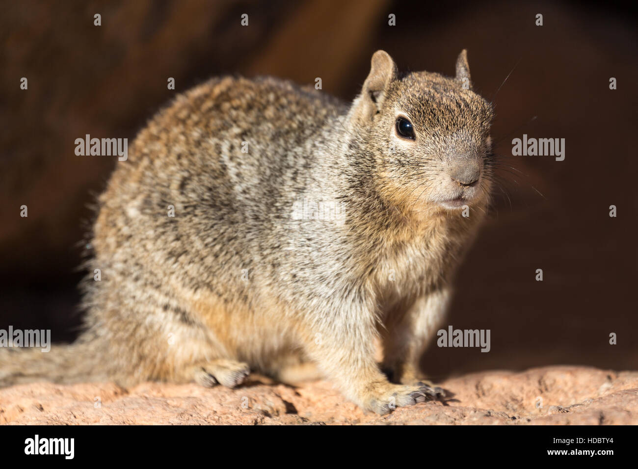 South American Rodent Stock Photos & South American Rodent Stock Images ...