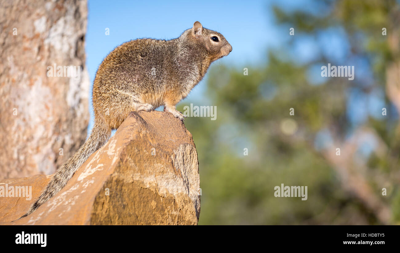 Squirrel on grand canyon hi-res stock photography and images - Alamy