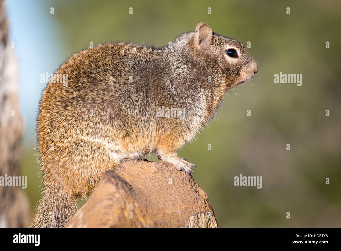 Rock squirrel (otospermophilus variegatus), on rock, South Rim, Grand ...