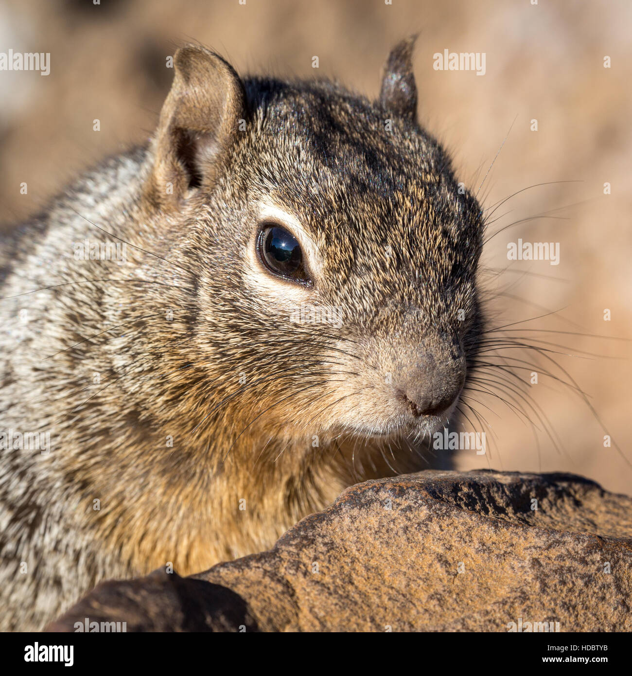 Rock squirrel grand canyon hi-res stock photography and images - Alamy