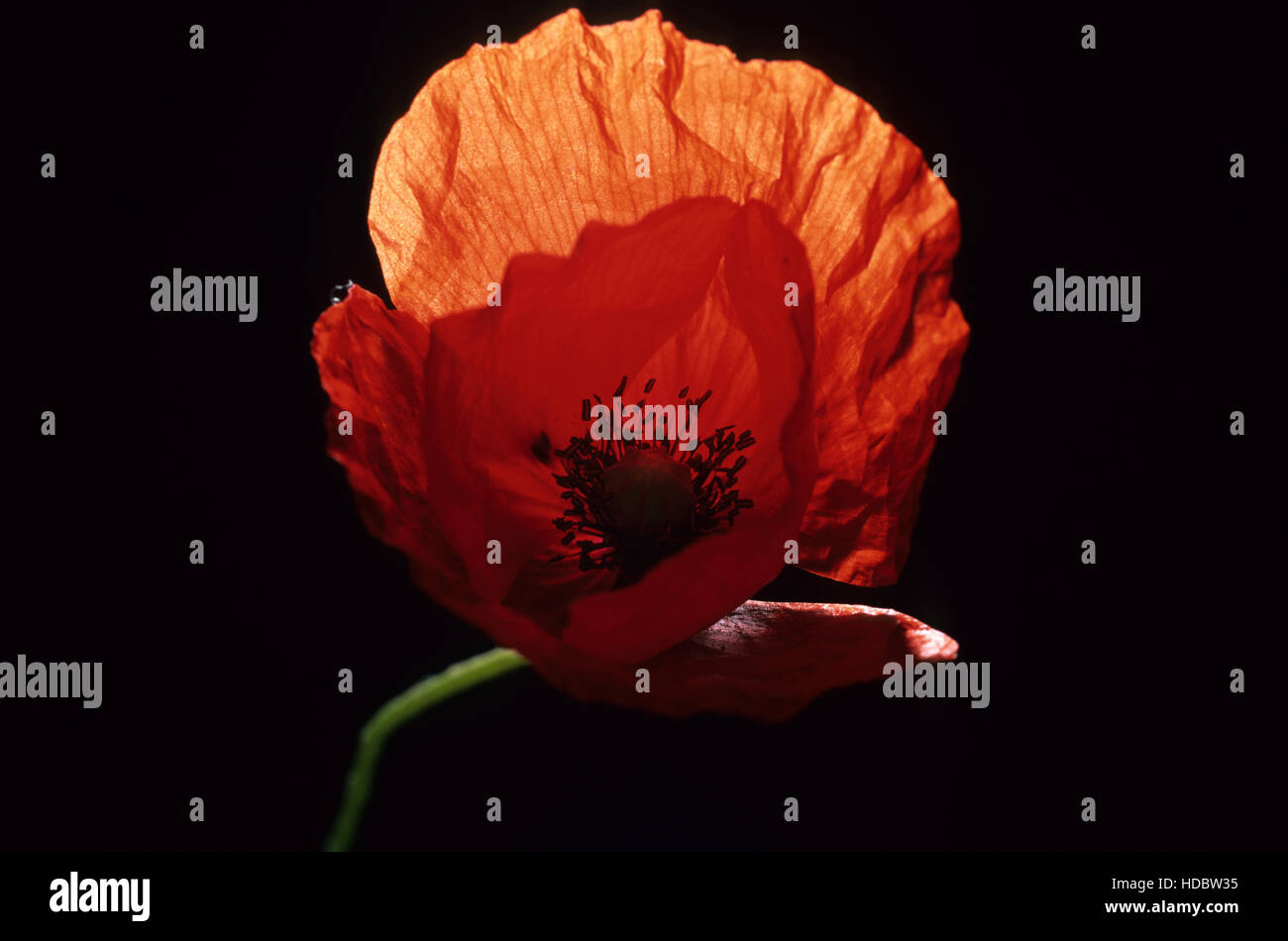 Red Poppy (Papaver Stock Photo - Alamy