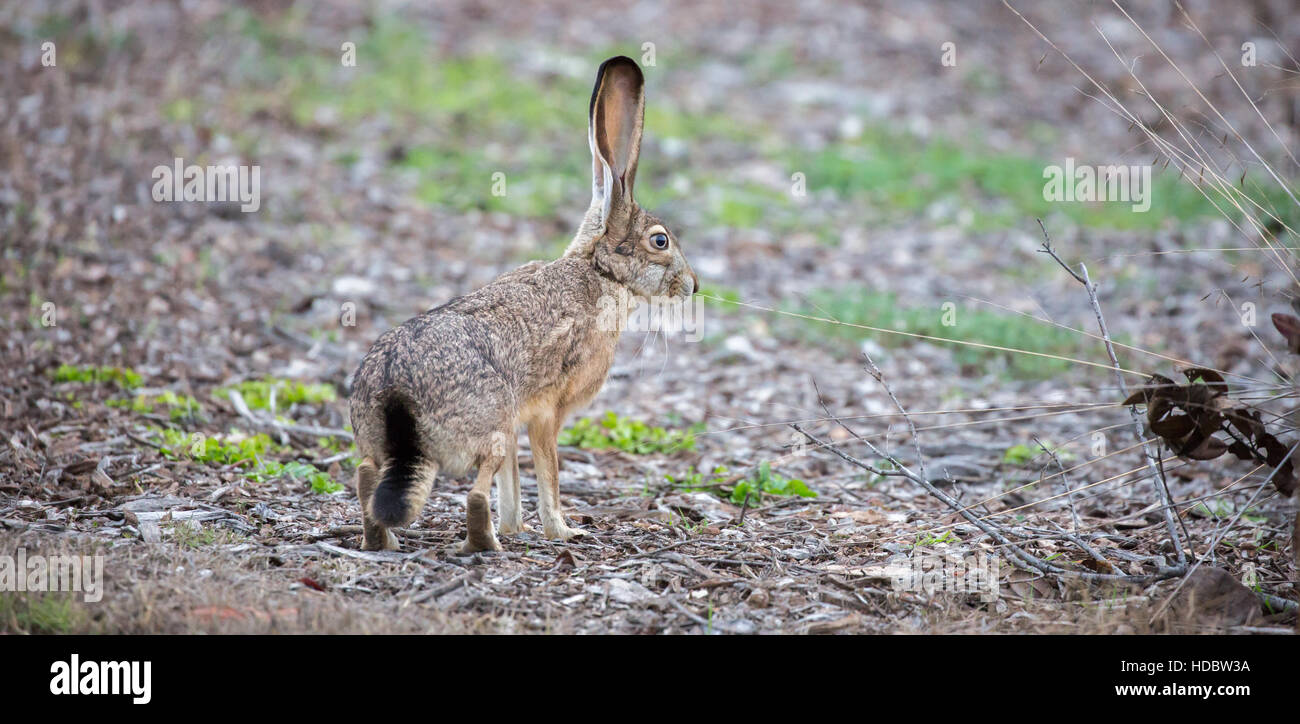 Black-tailed Jackrabbit - Lepus californicus, side view Stock Photo - Alamy