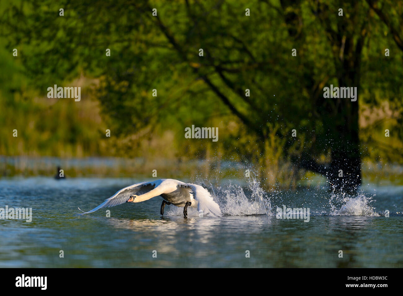 Swan attacking people hi-res stock photography and images - Alamy