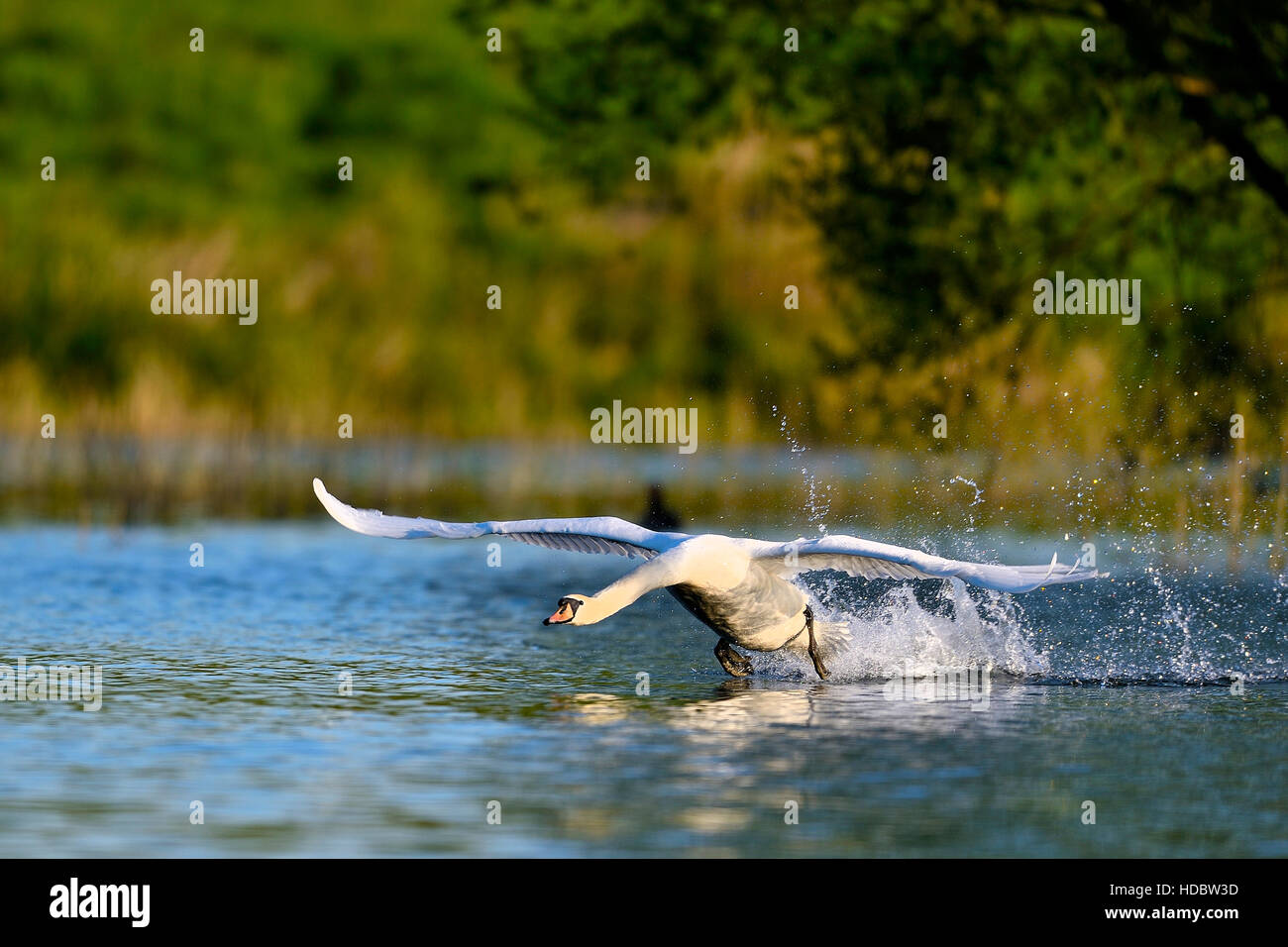 Swan attacking people hi-res stock photography and images - Alamy