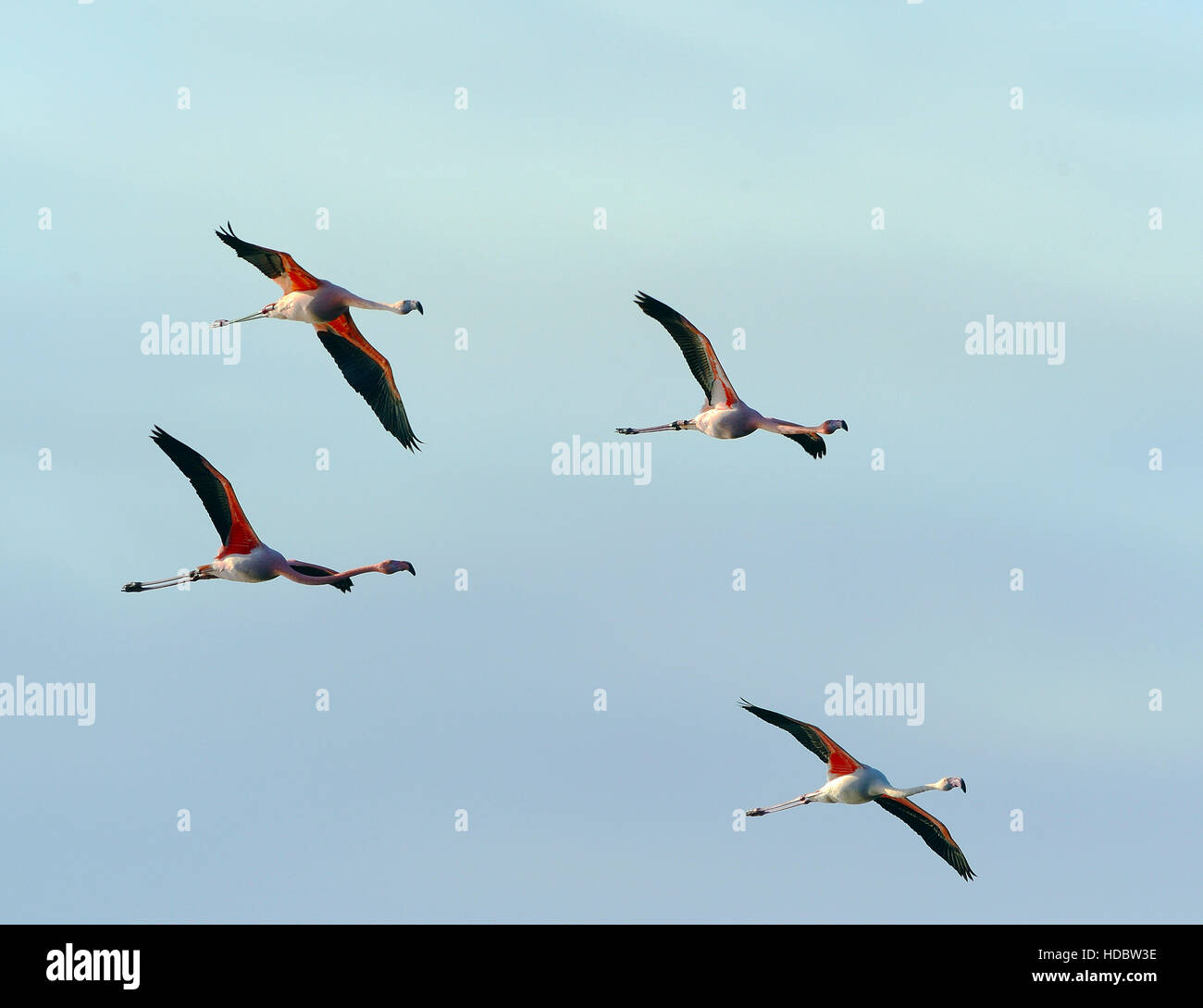 Greater flamingos (Phoenicopterus roseus) flying, Zwillbrocker Venn ...
