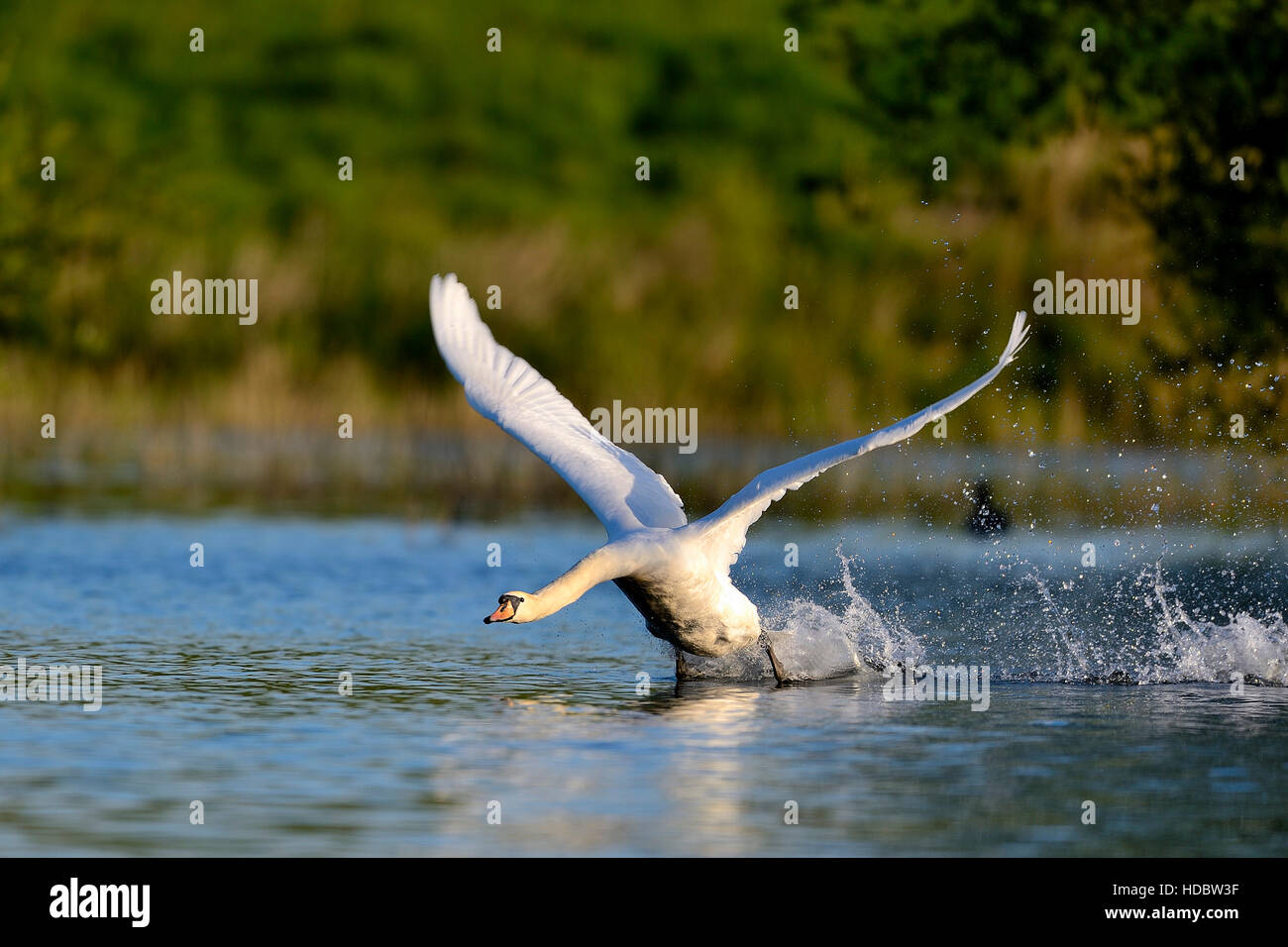 Swan attacking people hi-res stock photography and images - Alamy