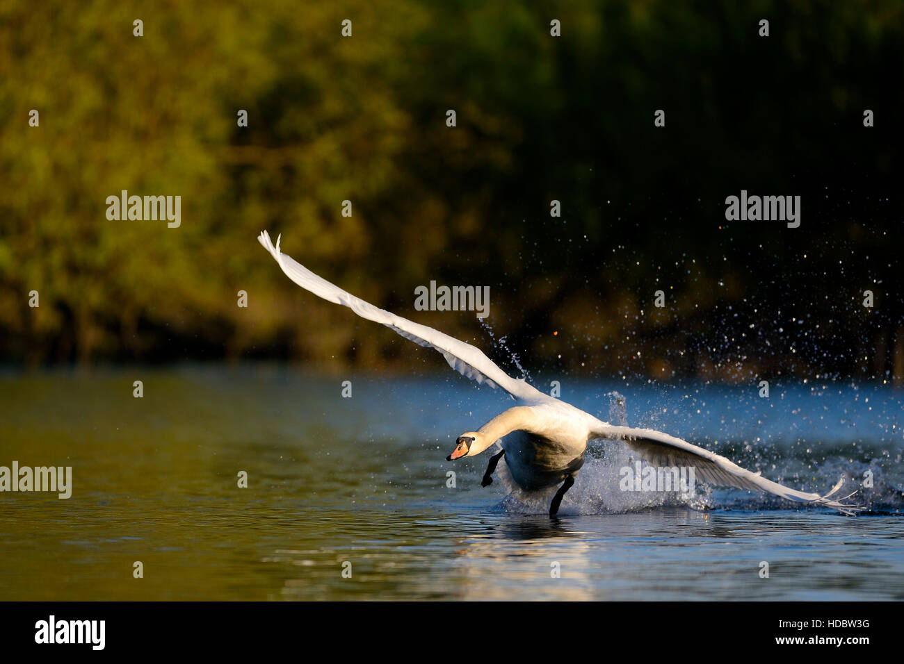 Swan attacking people hi-res stock photography and images - Alamy