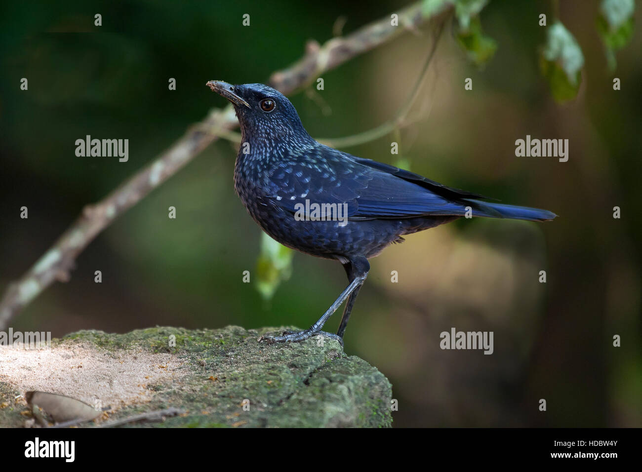Blue whistling thrush (Myophonus caeruleus) standing on stone, Mae Wong ...