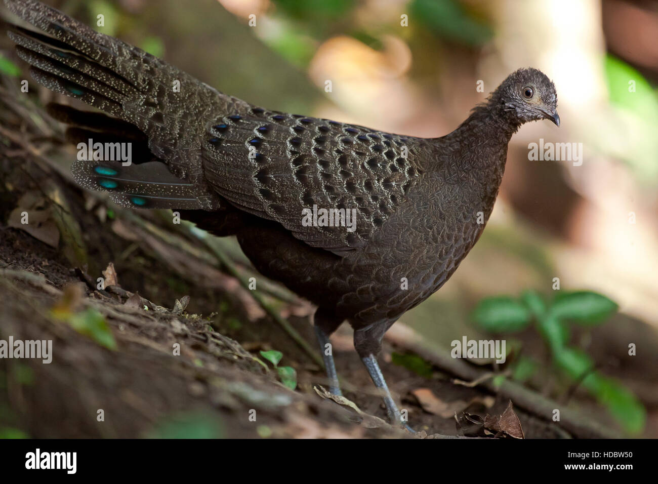 Burmese or grey peacock-pheasant (Polyplectron bicalcaratum), Mae Wong ...