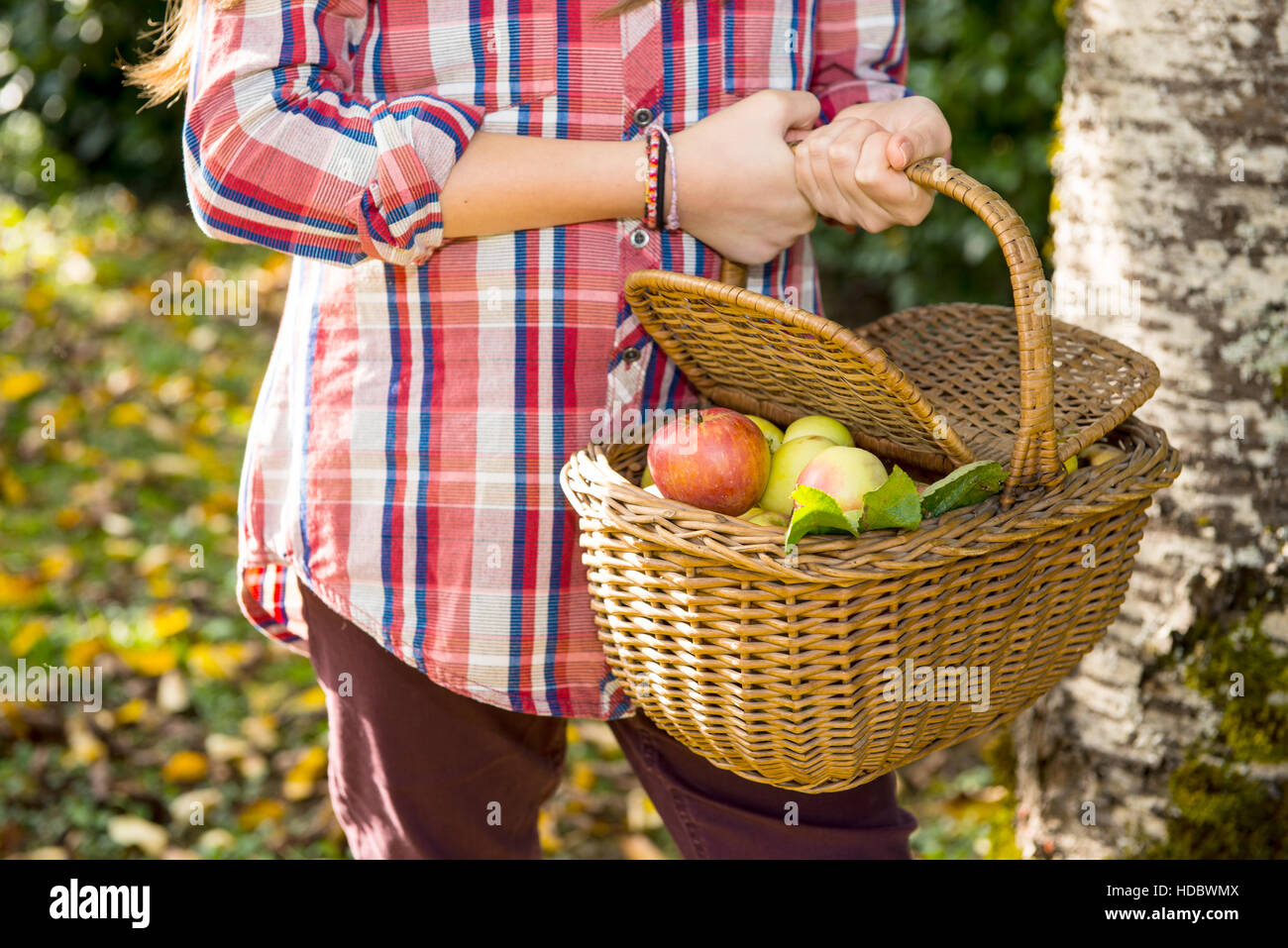 young pre teen girl picking apples in the garden Stock Photo - Alamy