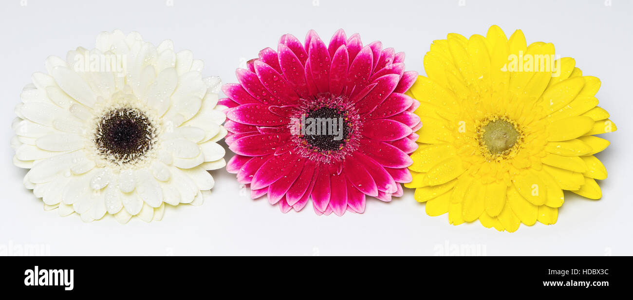 bright colorful spring flowers Stock Photo - Alamy