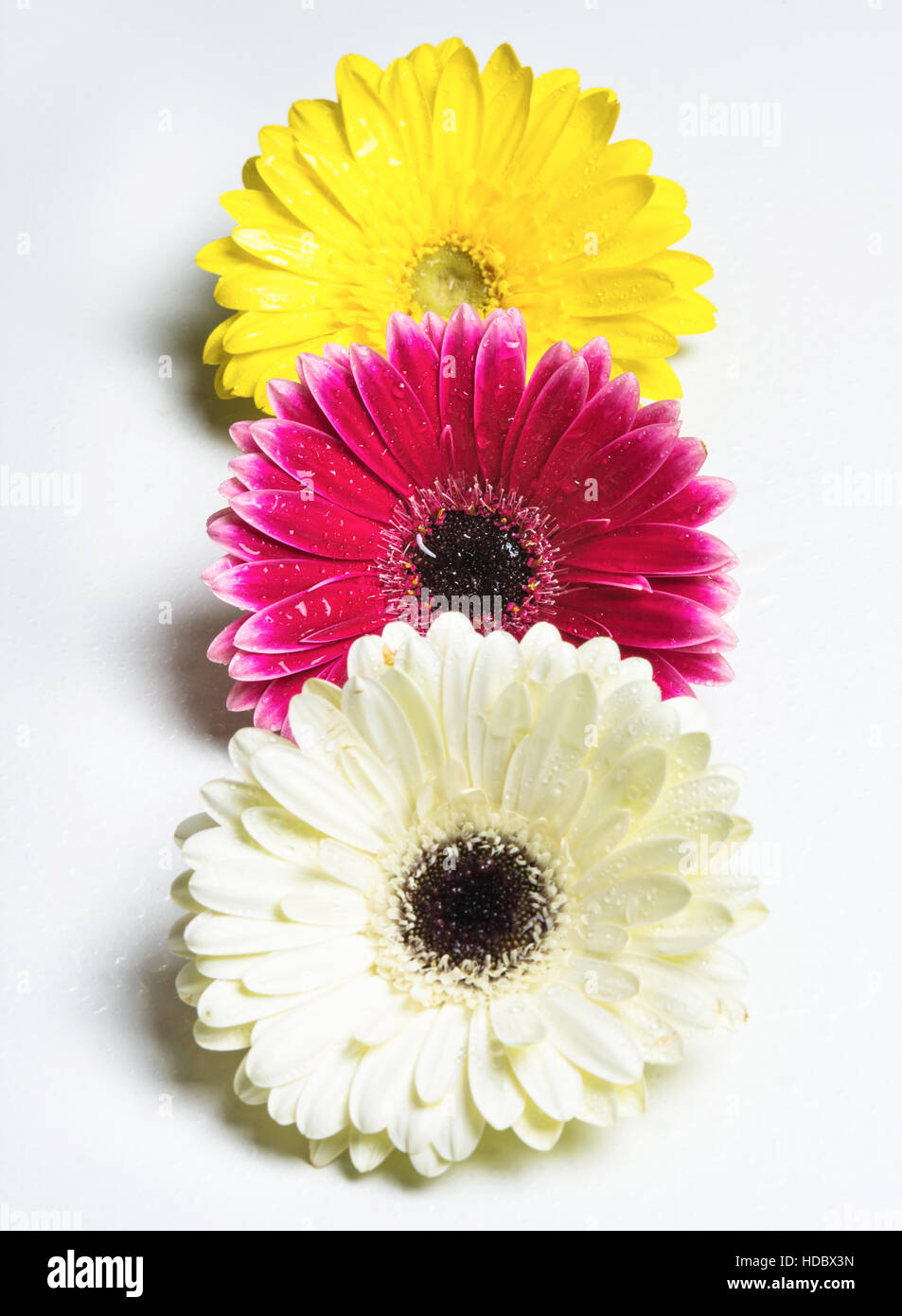 bright spring flowers Stock Photo - Alamy
