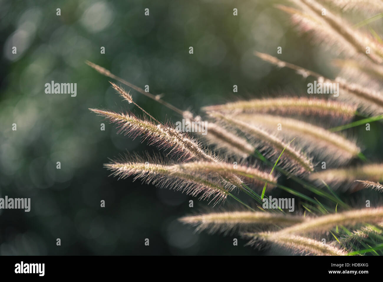 Dry grass moving wind bokeh hi-res stock photography and images - Alamy