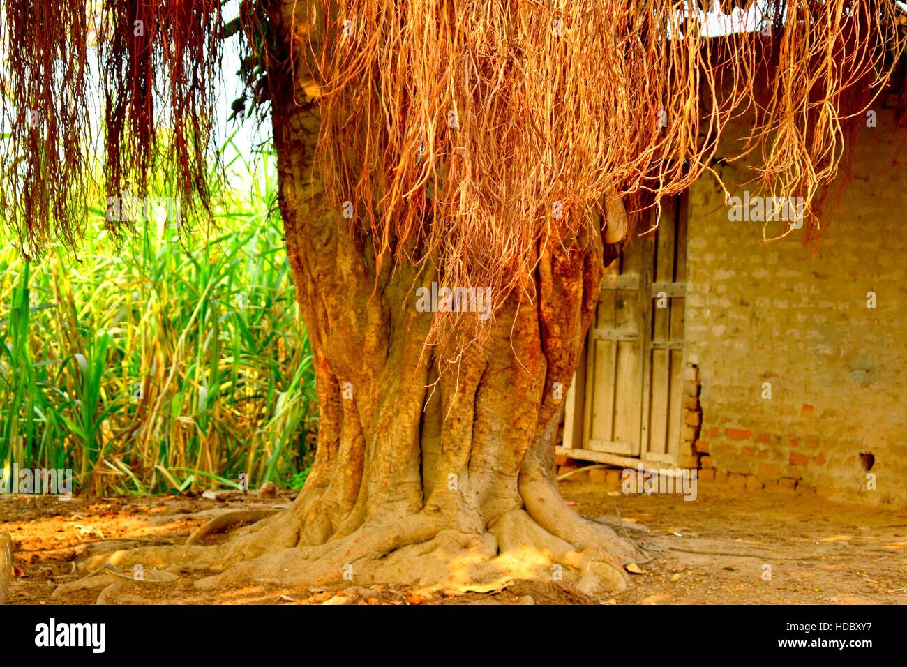 The image shows an old tree with hanging roots Stock Photo - Alamy