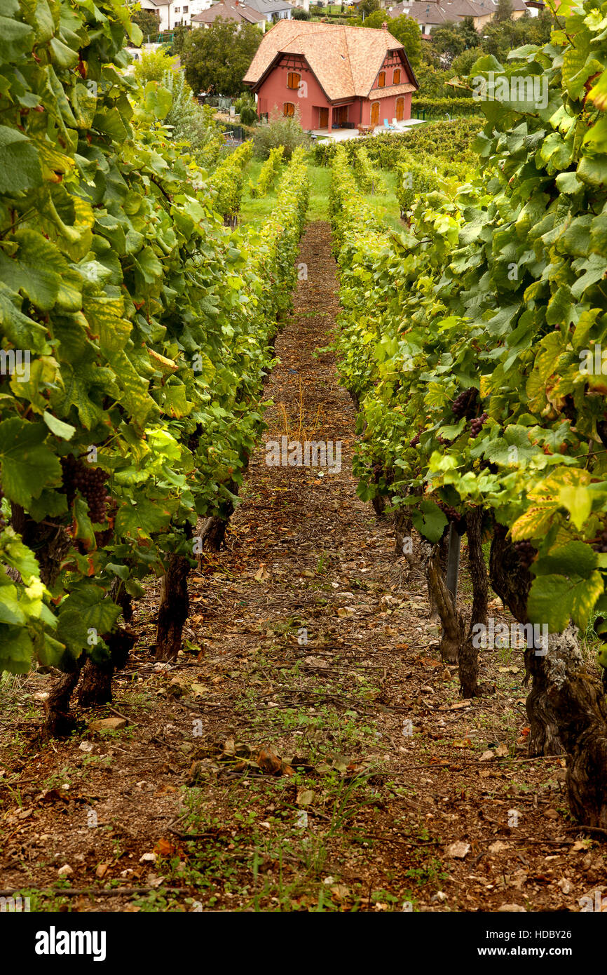 Row of vines hi-res stock photography and images - Alamy