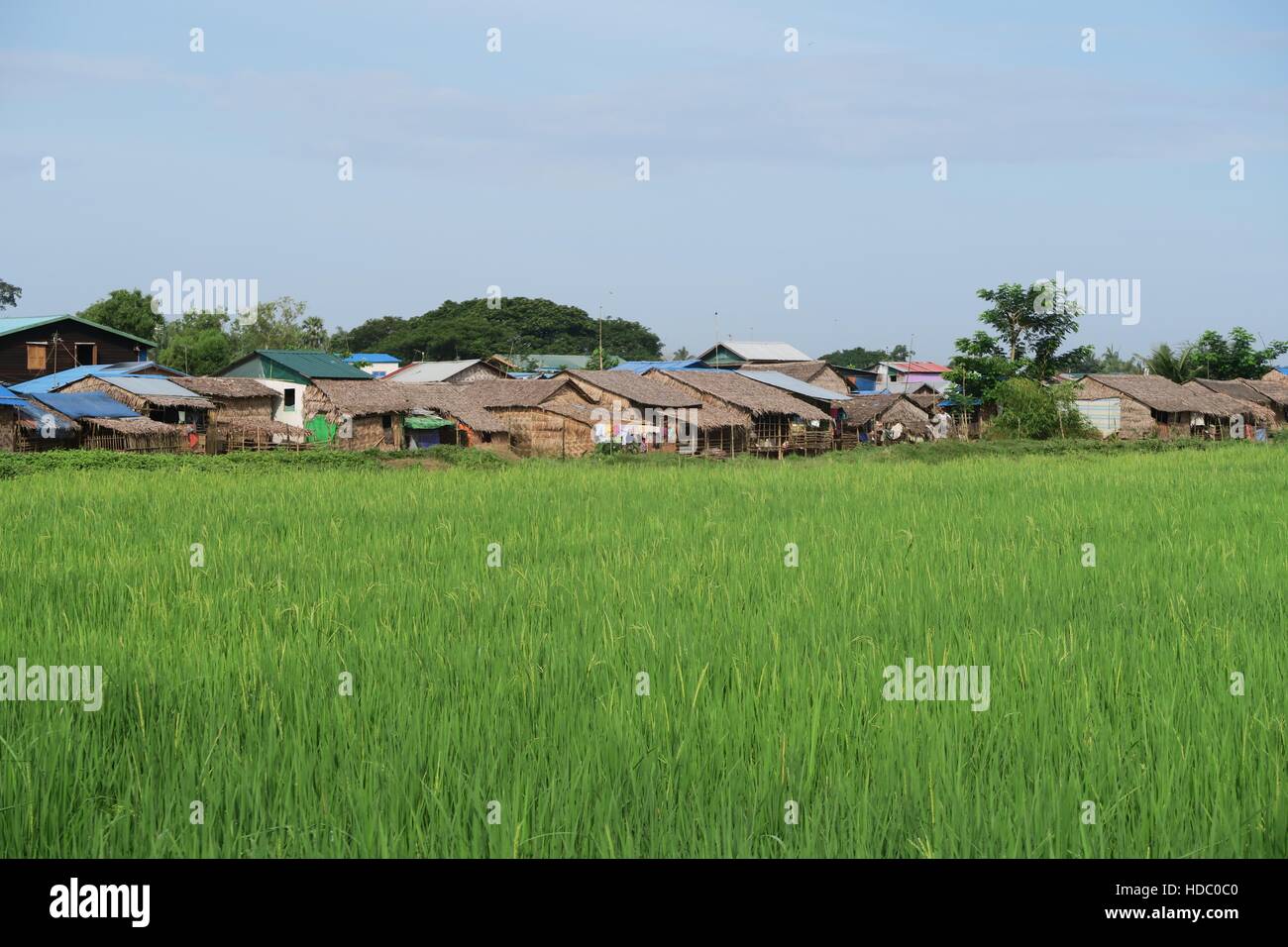 Village near the rice field, Myanmar Stock Photo - Alamy