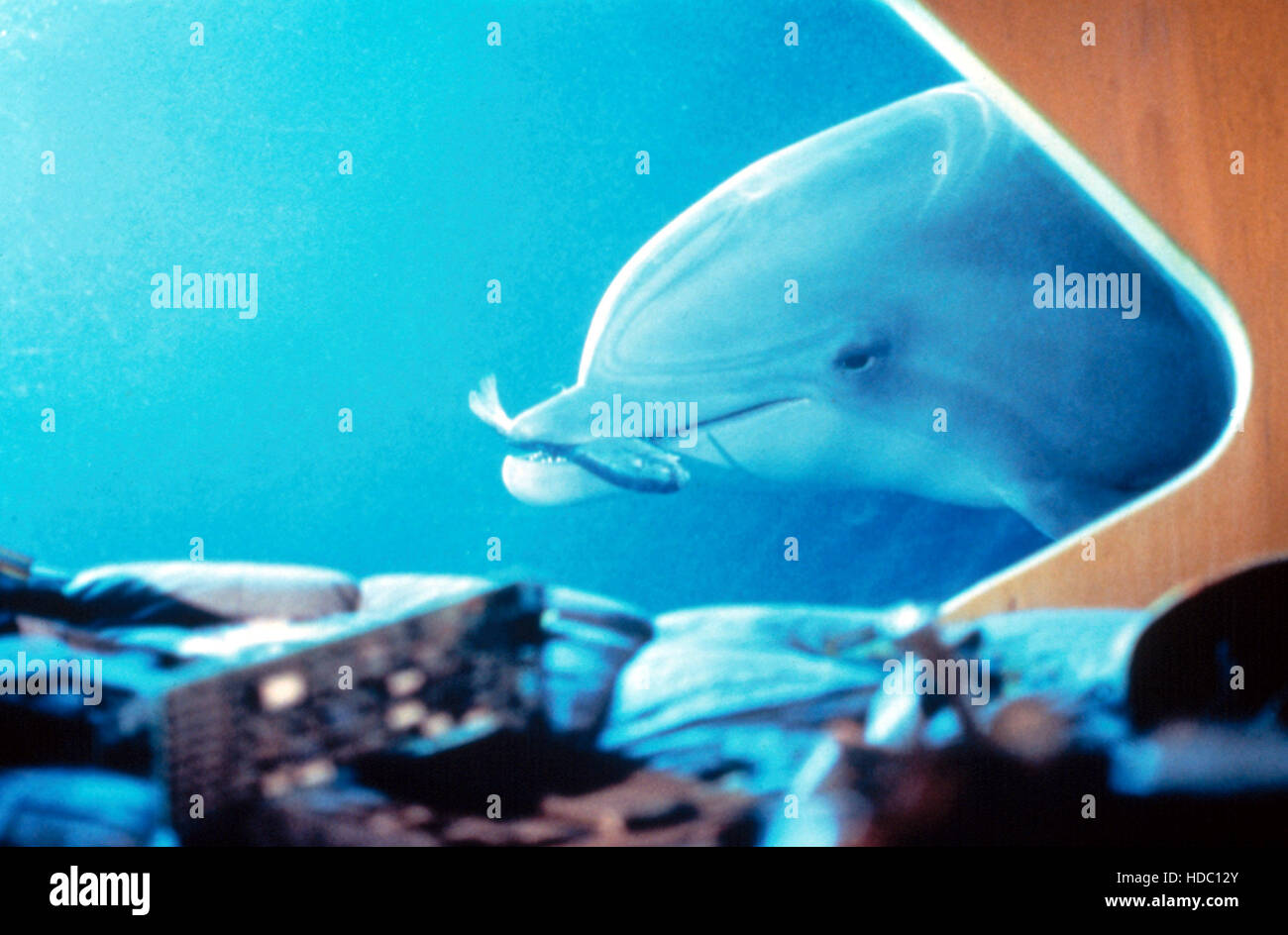 SEAQUEST DSV, Darwin, 1993-95, (c)Universal TV/courtesy Everett ...