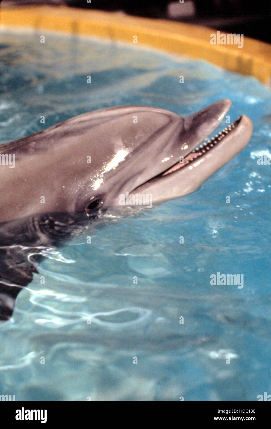 SEAQUEST DSV, Darwin, 1993-95, (c)Universal TV/courtesy Everett ...
