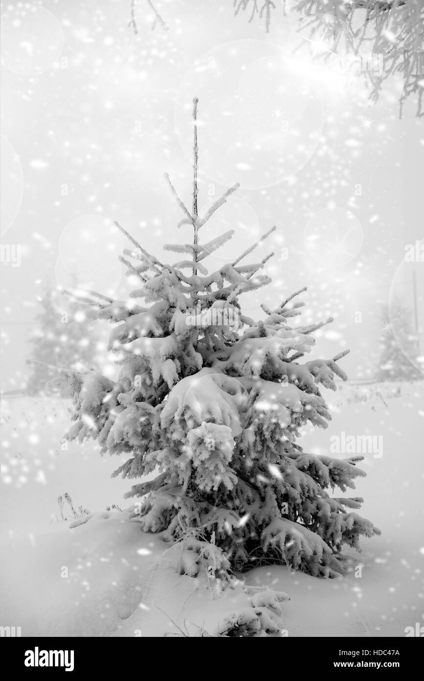 Christmas decoration snowy trees Black and White Stock Photos & Images ...