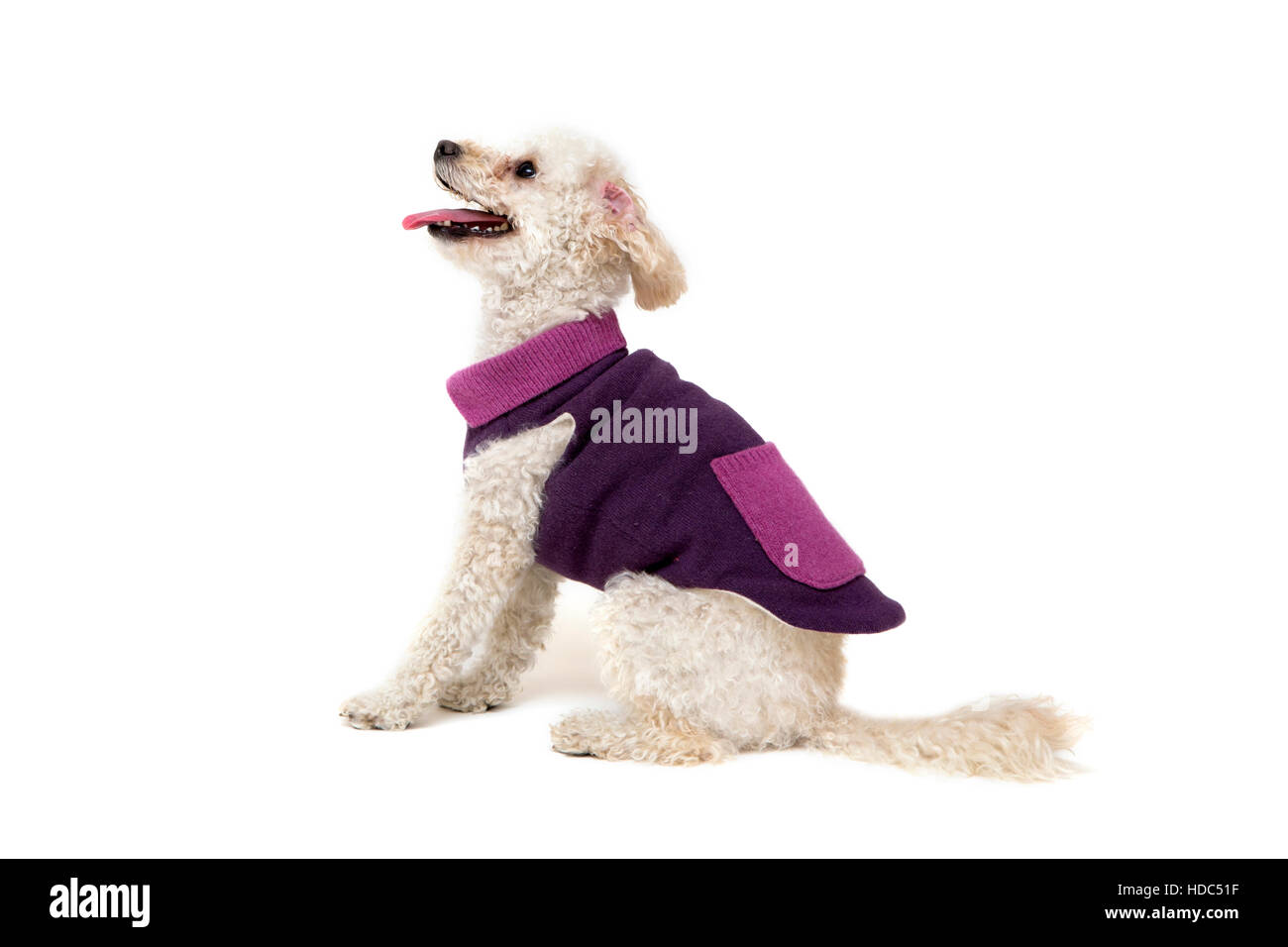 Cute little white poodle in dog clothes isolated on white Stock Photo ...