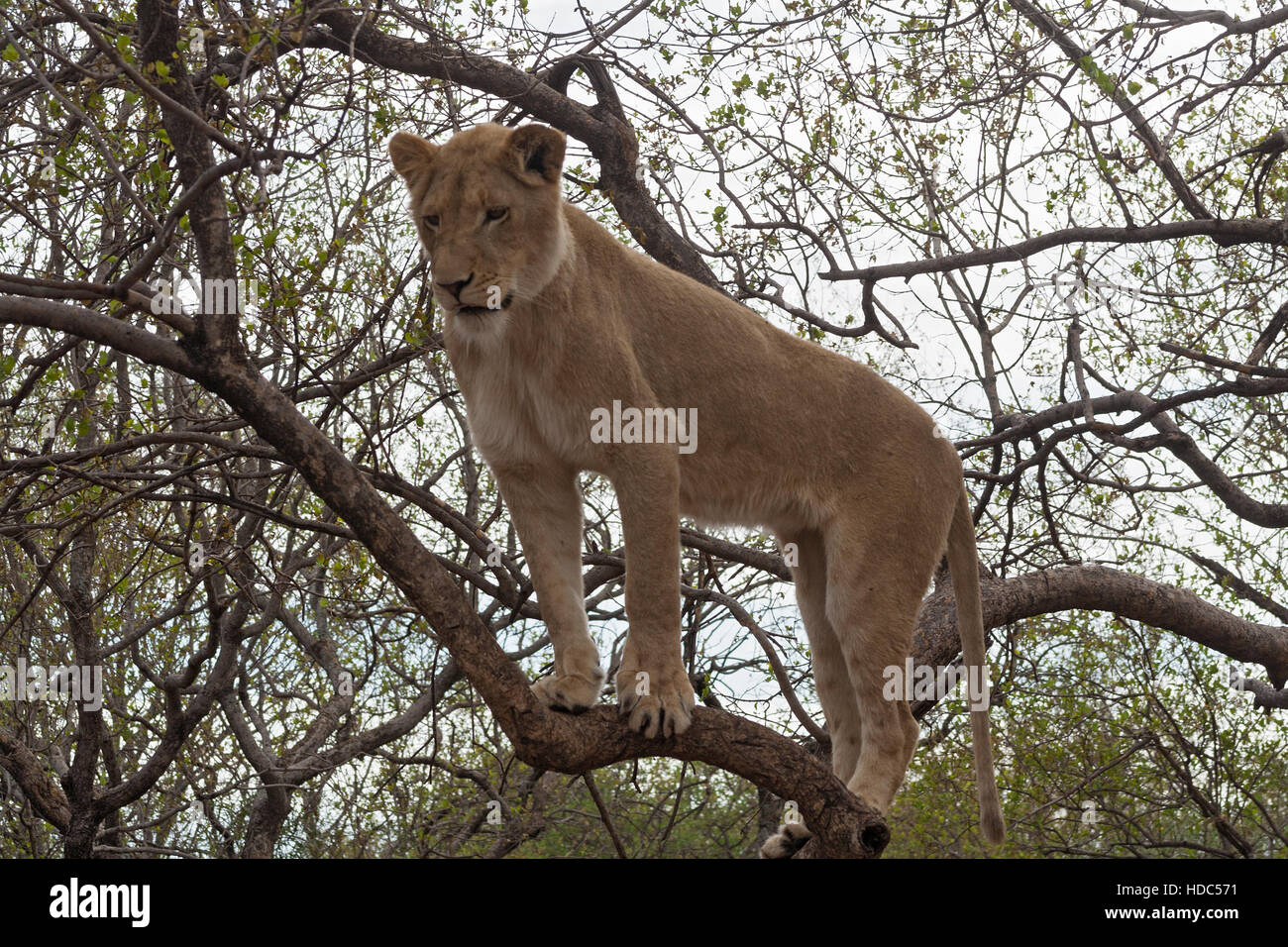 Lion on tree hi-res stock photography and images - Alamy