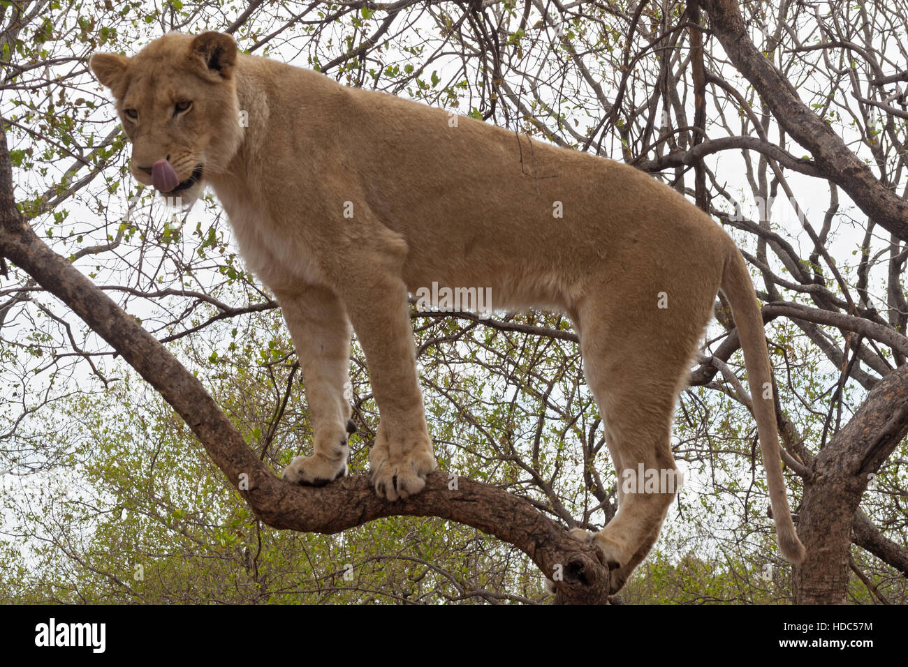 Young lion on a tree, South Africa Stock Photo - Alamy